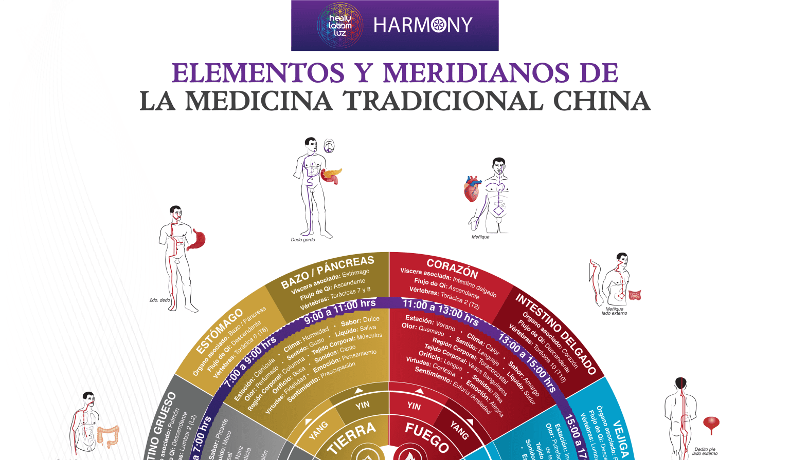 Elementos y Meridianos de la Medicina Tradicional China - Harmony Life
